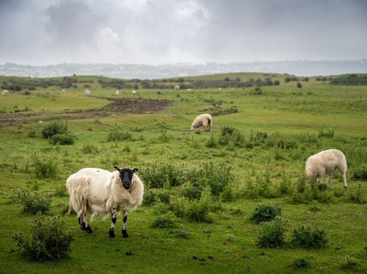 Sheep scab: update and future considerations | The Farming Forum
