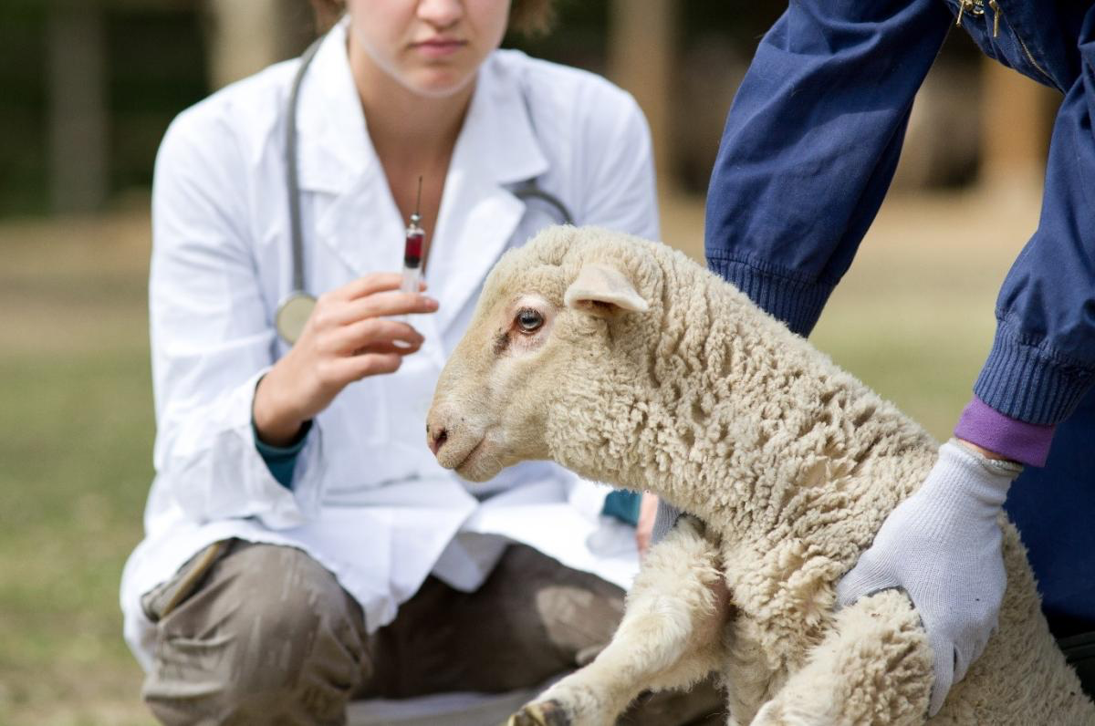 Sheep scab: update and future considerations | The Farming Forum