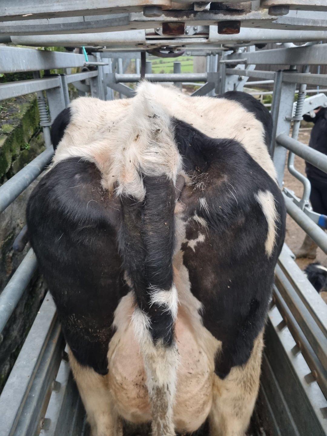 Slowing a cow down for dry off | Page 2 | The Farming Forum