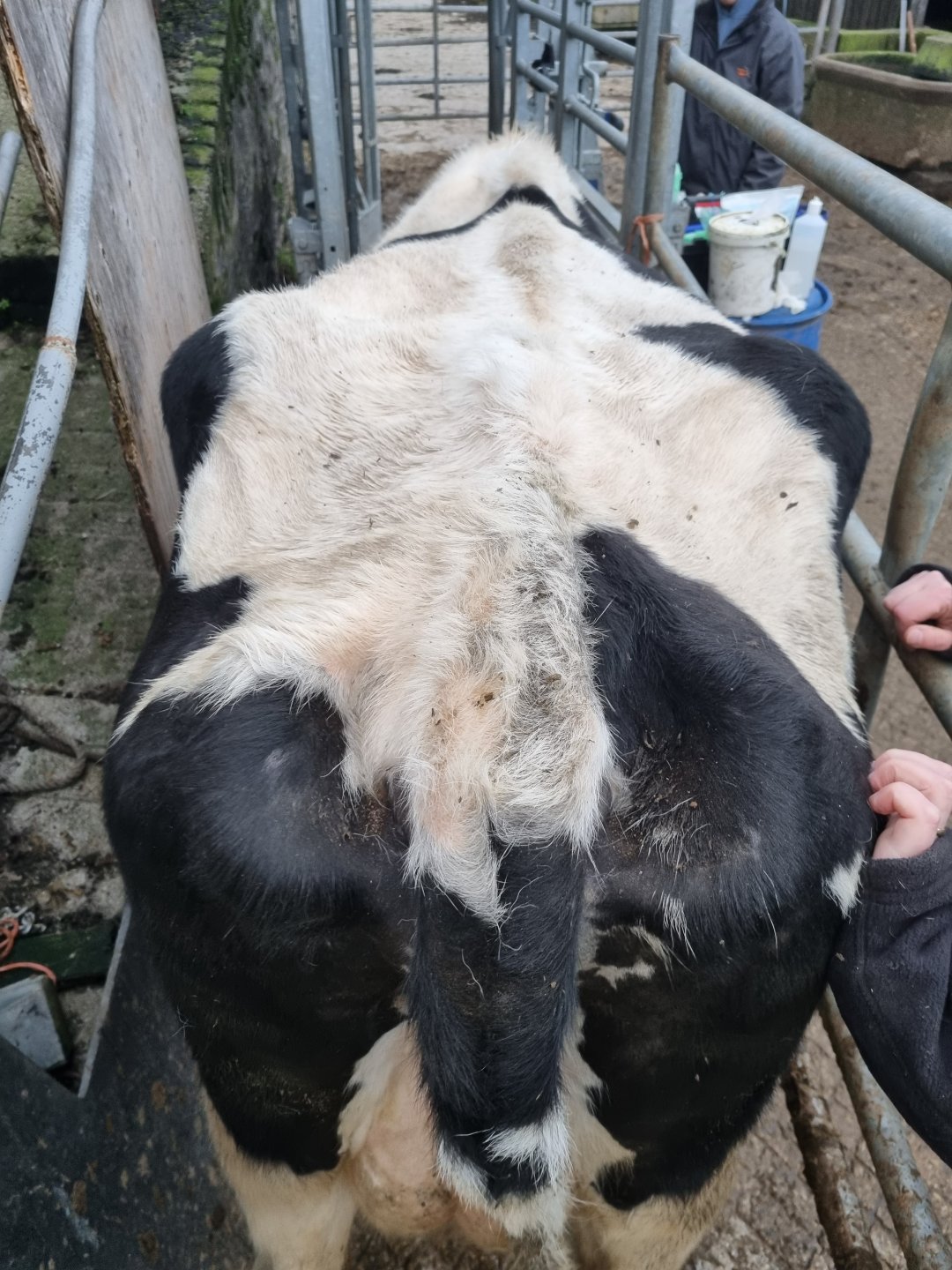 Slowing a cow down for dry off | Page 2 | The Farming Forum
