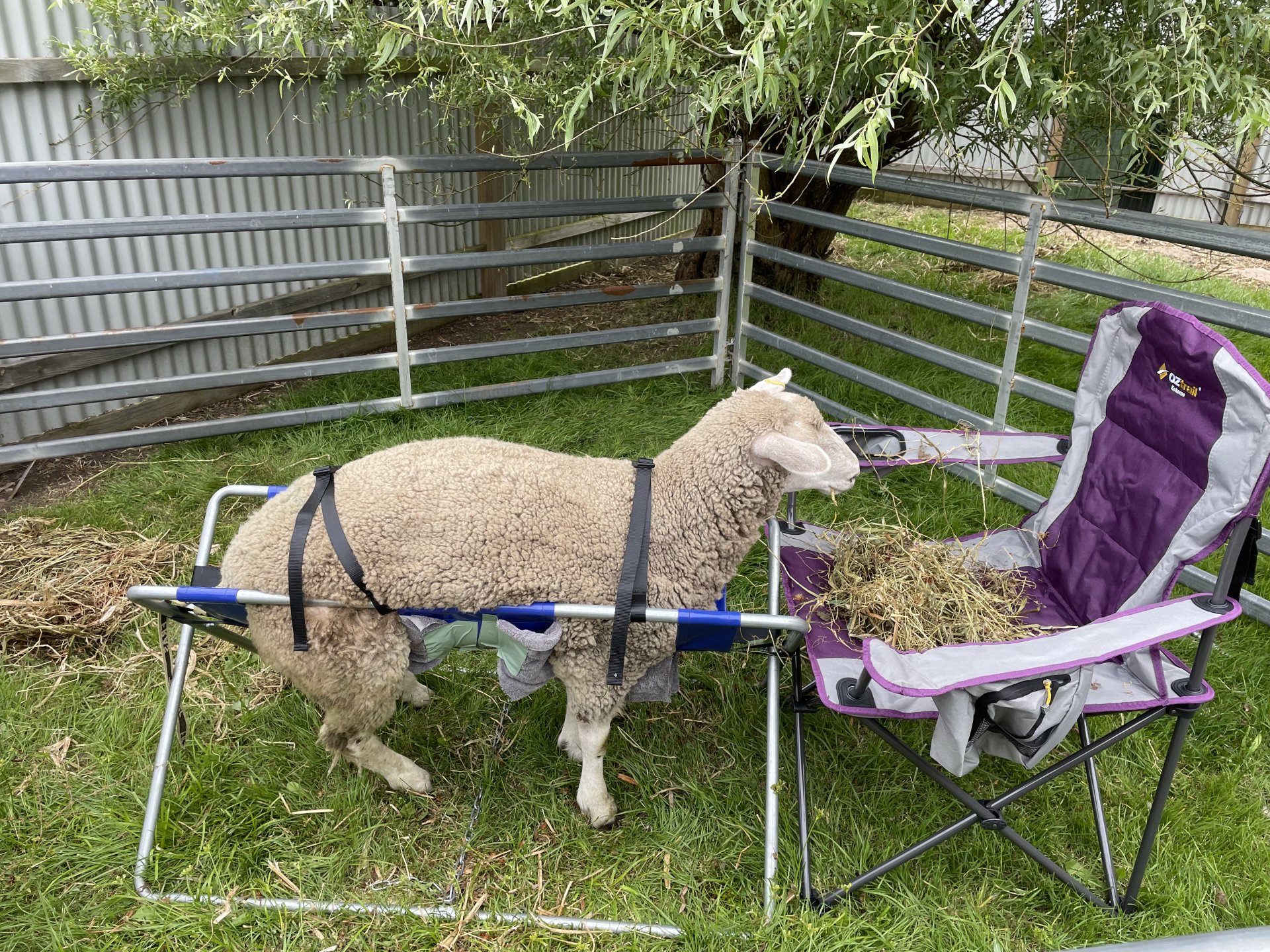 Sheep with rear leg injury | Page 2 | The Farming Forum
