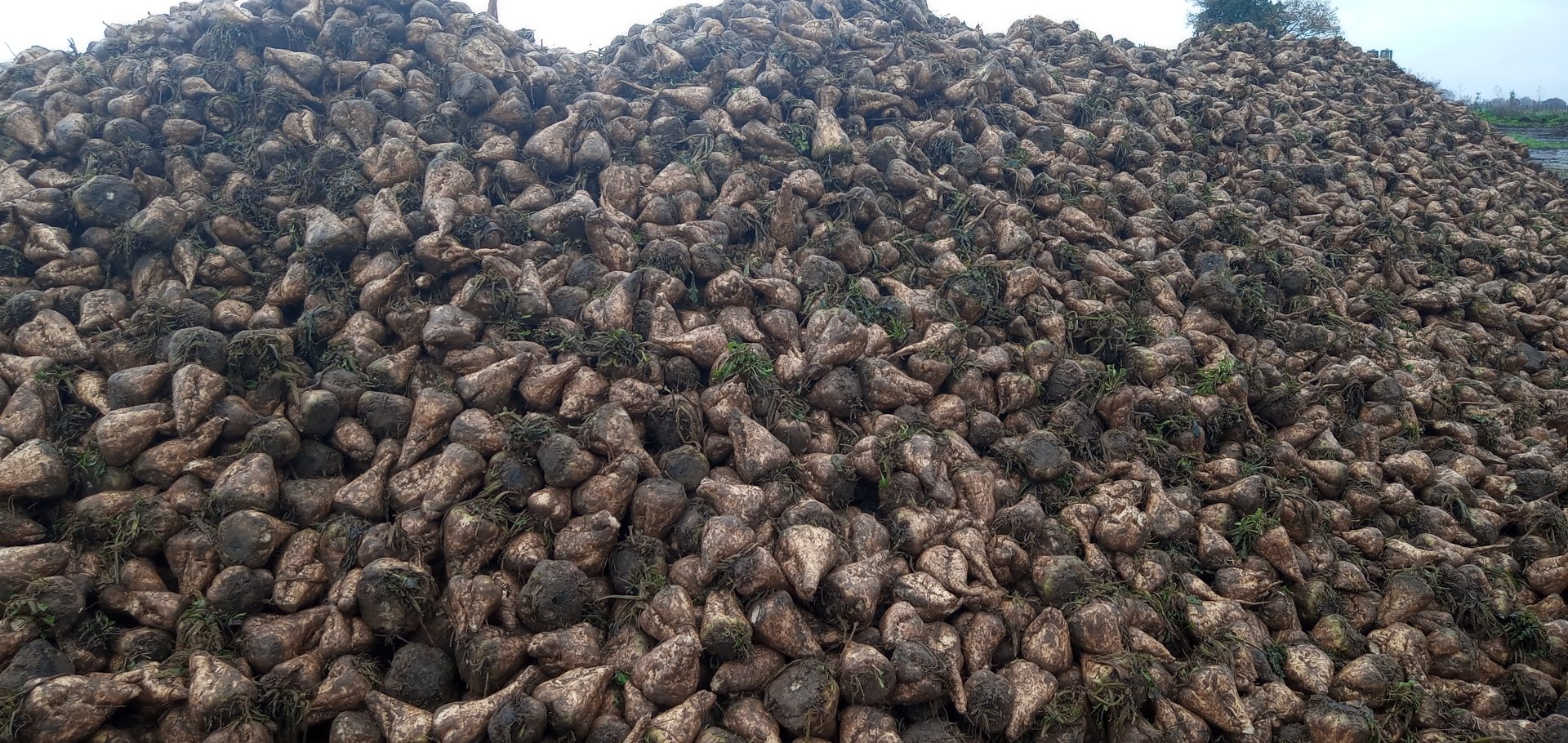 Beet '22 | Page 49 | The Farming Forum