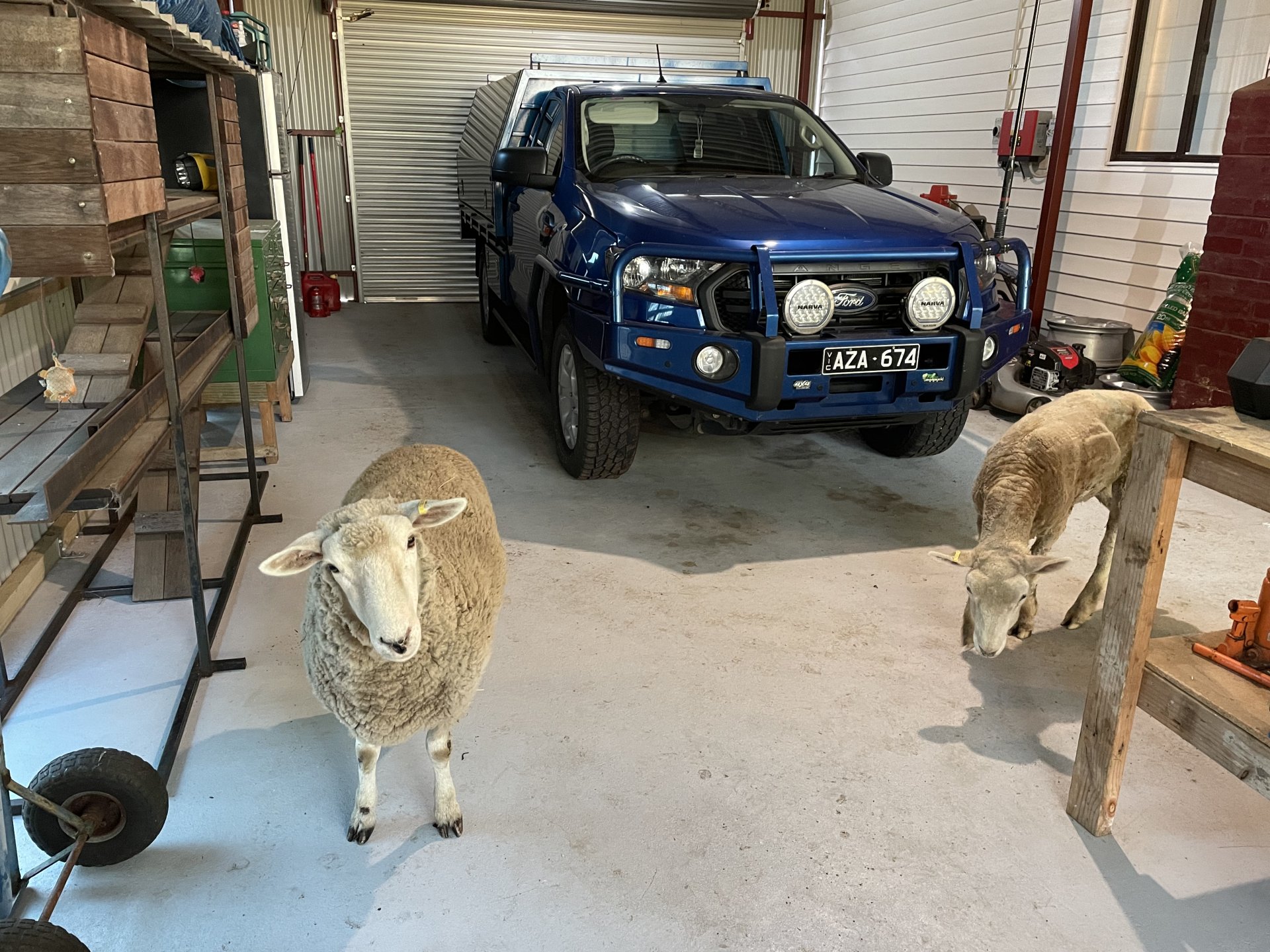 Sheep with rear leg injury | Page 2 | The Farming Forum