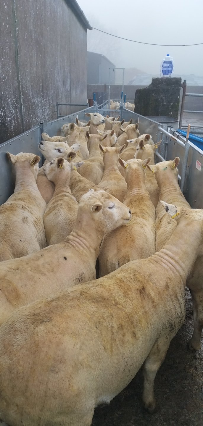 Housing ewes | Page 2 | The Farming Forum