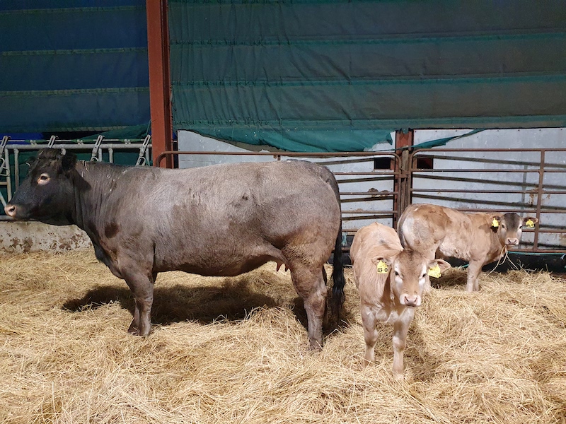 The ideal suckler cow | Page 7 | The Farming Forum