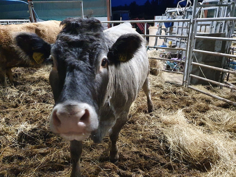 The ideal suckler cow | Page 7 | The Farming Forum