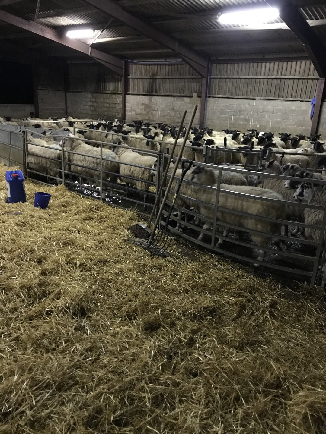 Confessions of the Sheep/Beef Cattle/Pig Addicts | Page 975 | The ...