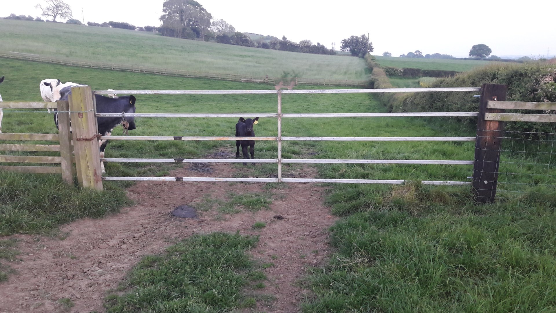 What size box for cattle pen gate? 5m long? | The Farming Forum