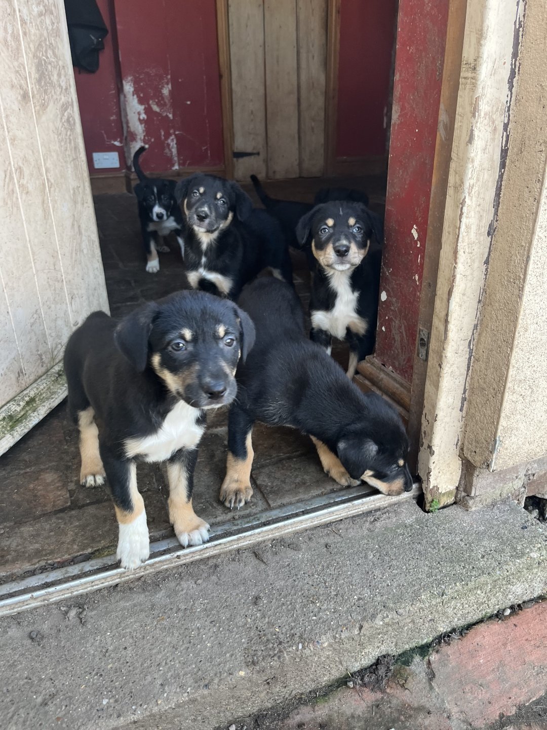 Border Collie X NZ Hunterway | The Farming Forum