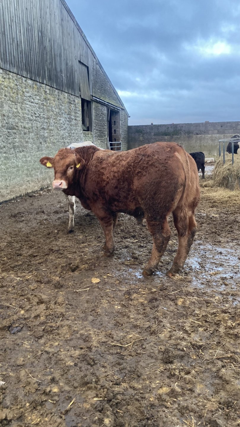 Livestock pictures | Page 224 | The Farming Forum