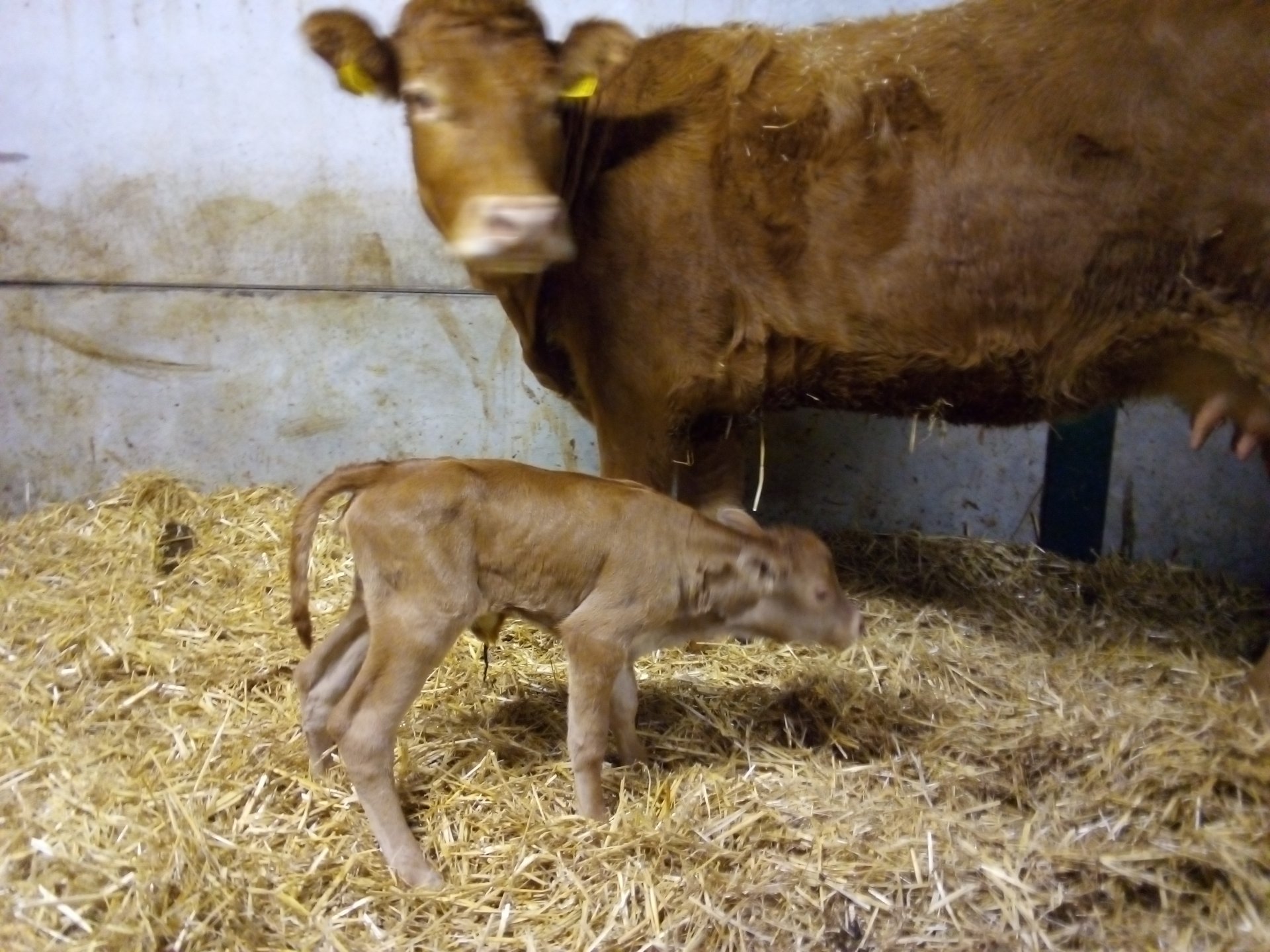 Easy calving ? | The Farming Forum