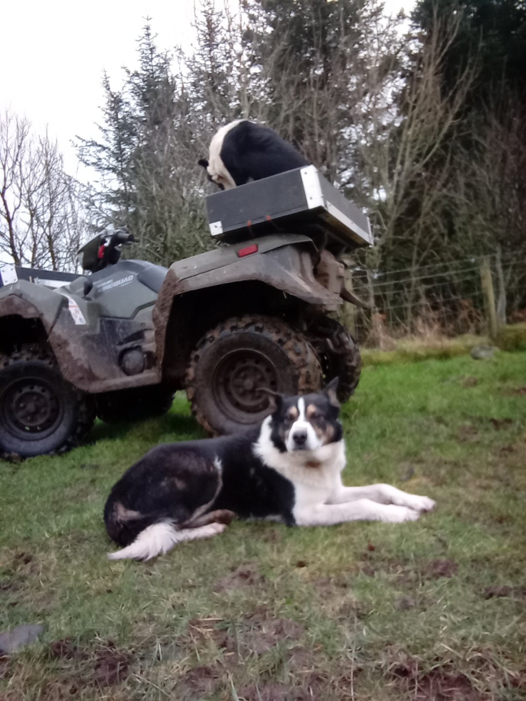 Good quad dog box or carrier. | The Farming Forum