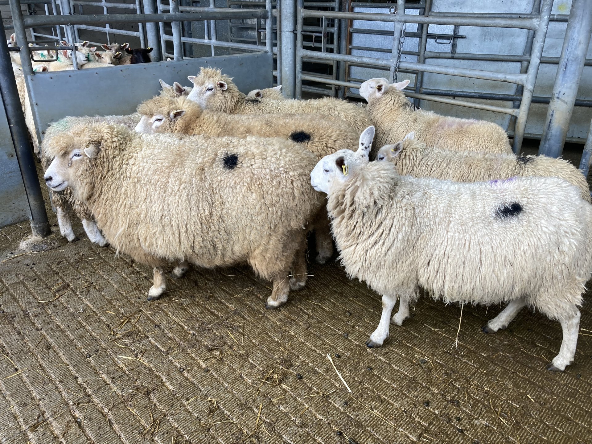 Confessions of the Sheep/Beef Cattle/Pig Addicts | Page 1150 | The ...