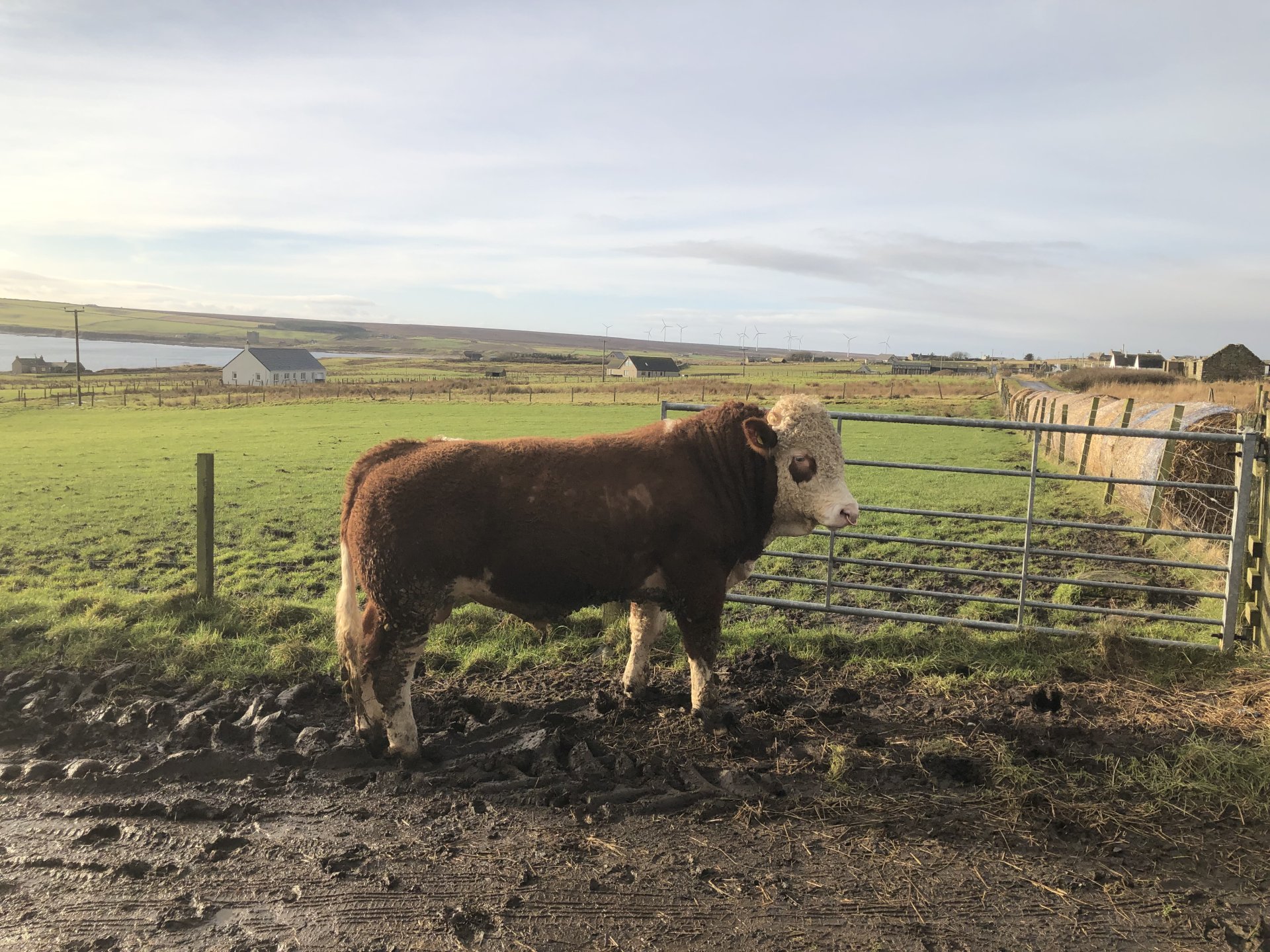 Confessions of the Sheep/Beef Cattle/Pig Addicts | Page 1151 | The ...