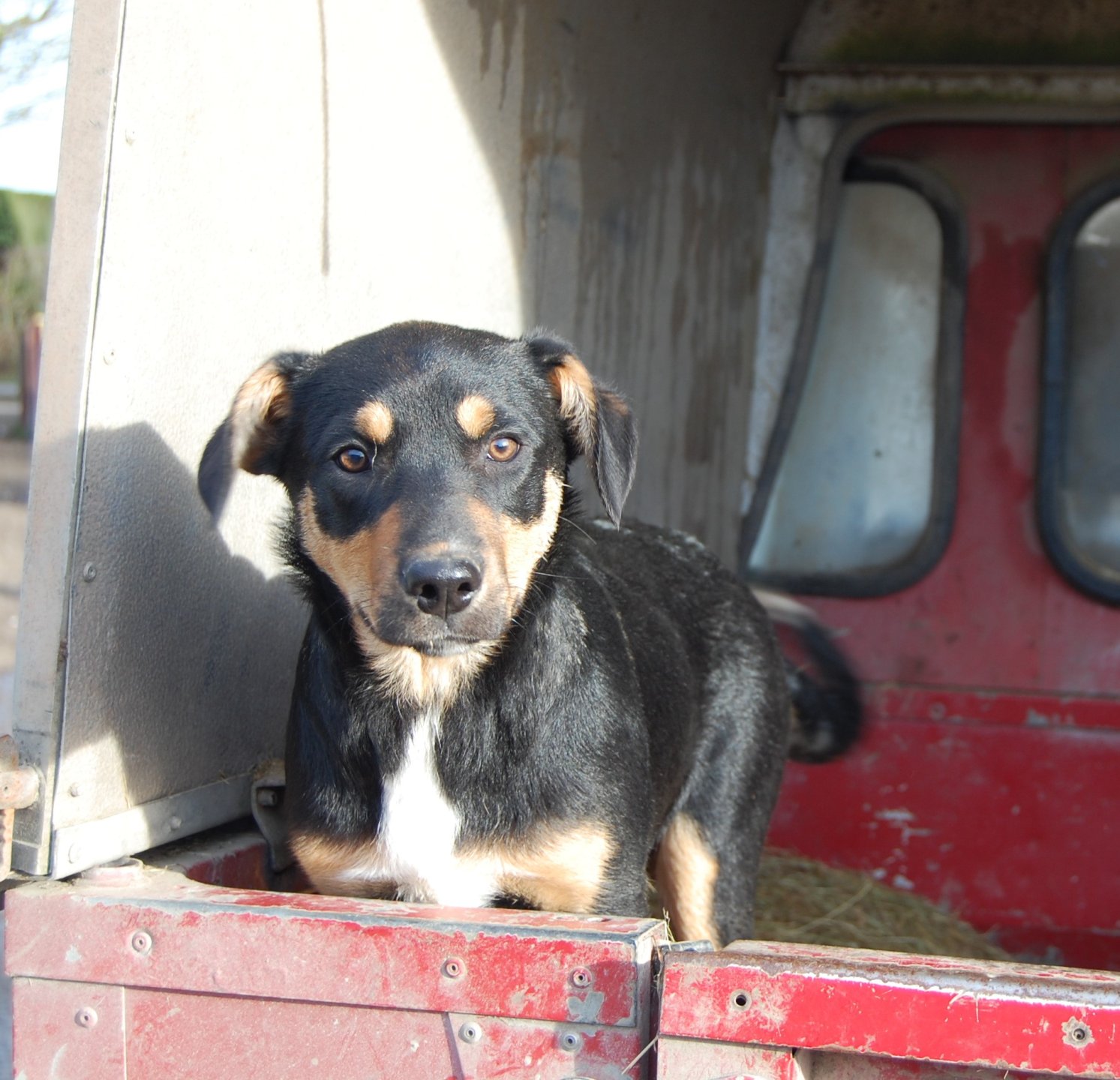 Huntaway cross Welsh Sheepdog Pups | The Farming Forum