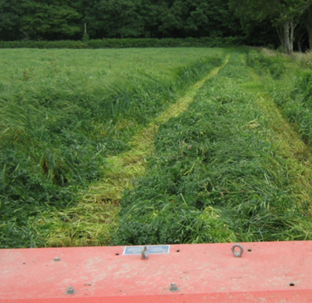 Westerwolds Ryegrass Seed | The Farming Forum