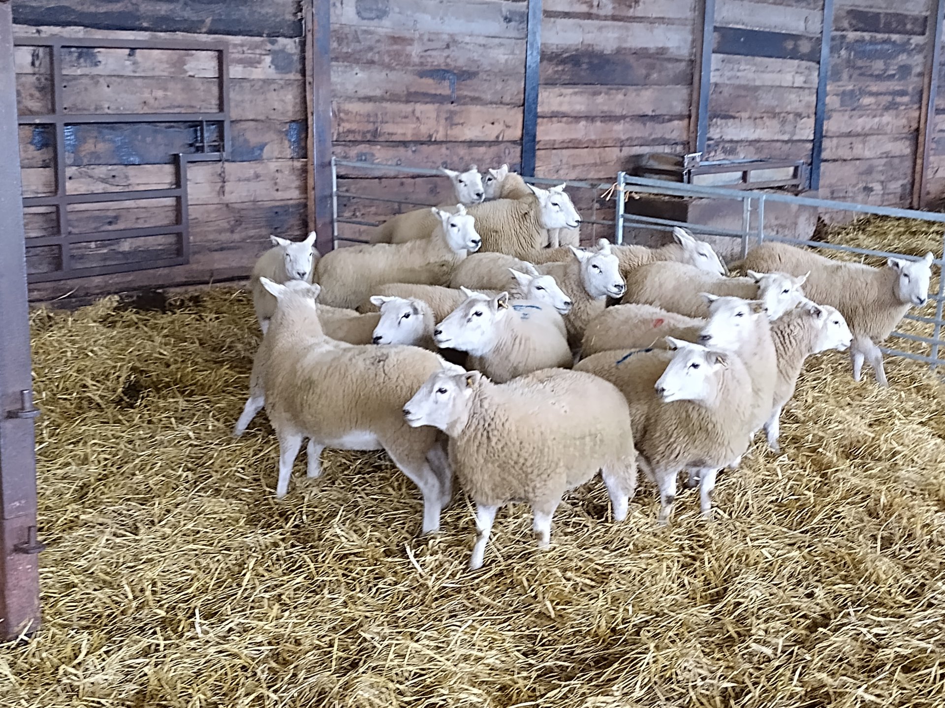 Lambing ease gestation length | Page 15 | The Farming Forum