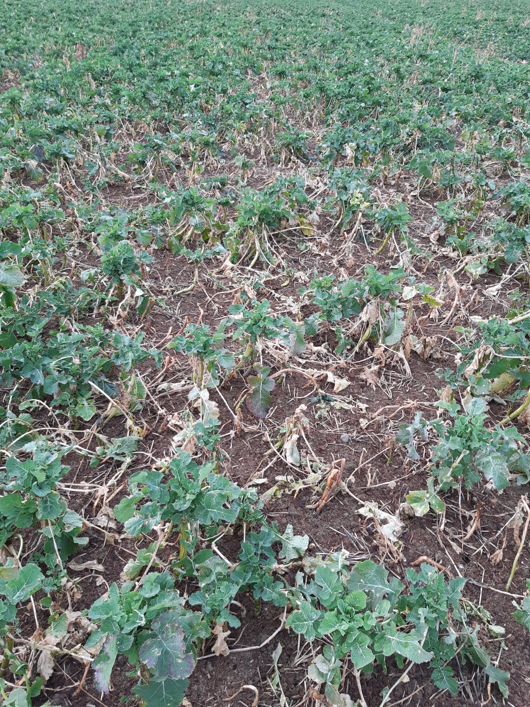 Failed OSR thats had Astrokerb | Page 2 | The Farming Forum