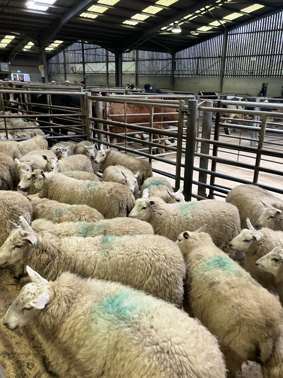 Confessions Of The Sheep Beef Cattle Pig Addicts Page 1222 The