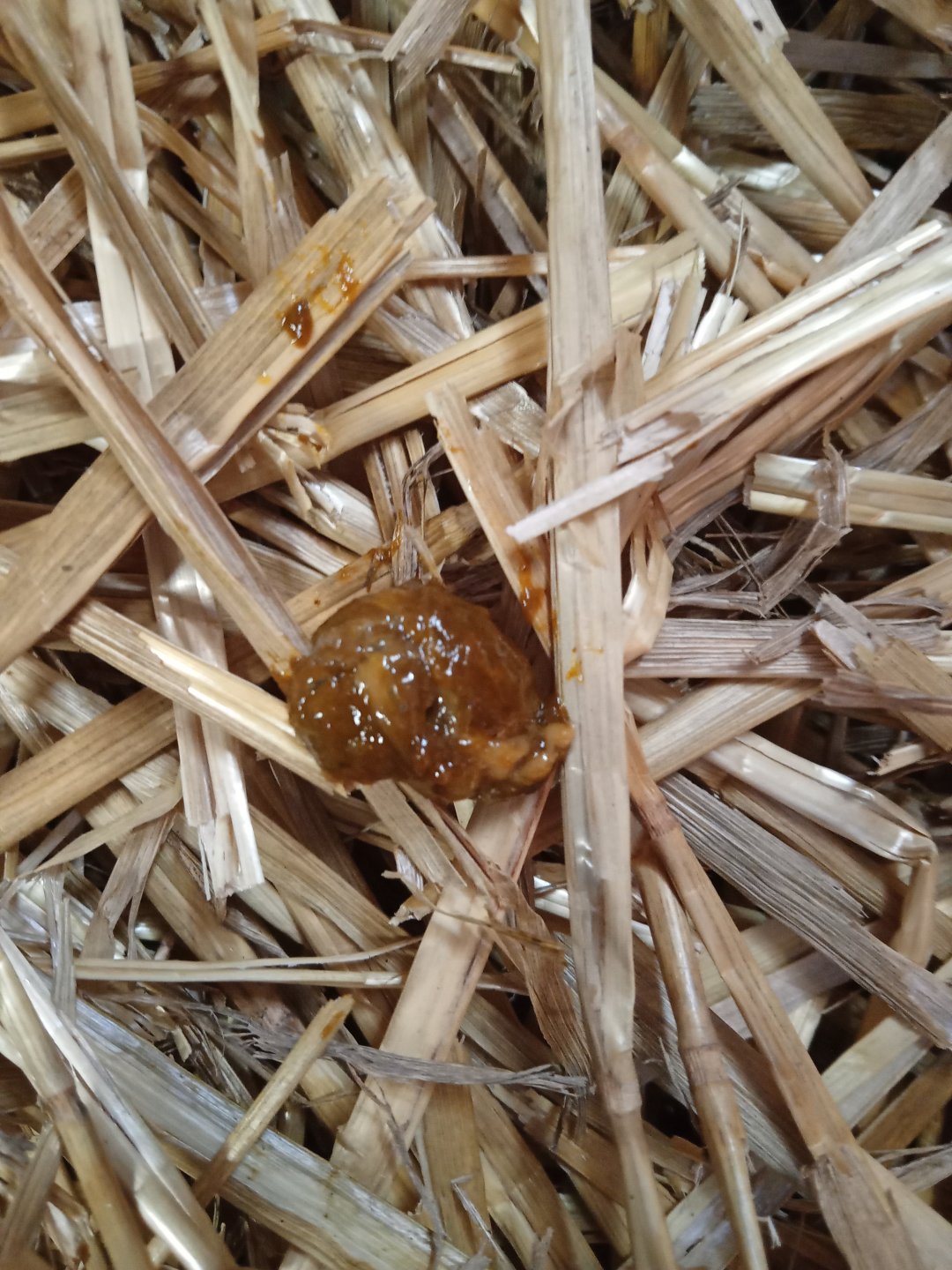 Sick Baby Goat | The Farming Forum