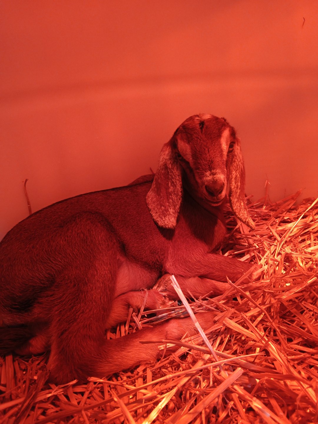 Sick Baby Goat | The Farming Forum