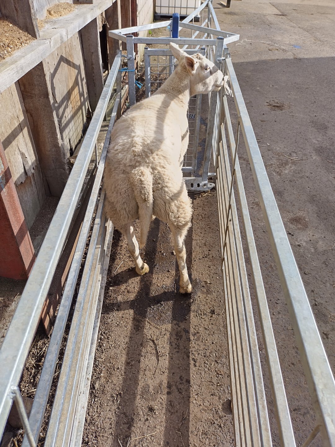 Confessions of the Sheep/Beef Cattle/Pig Addicts | Page 1236 | The ...