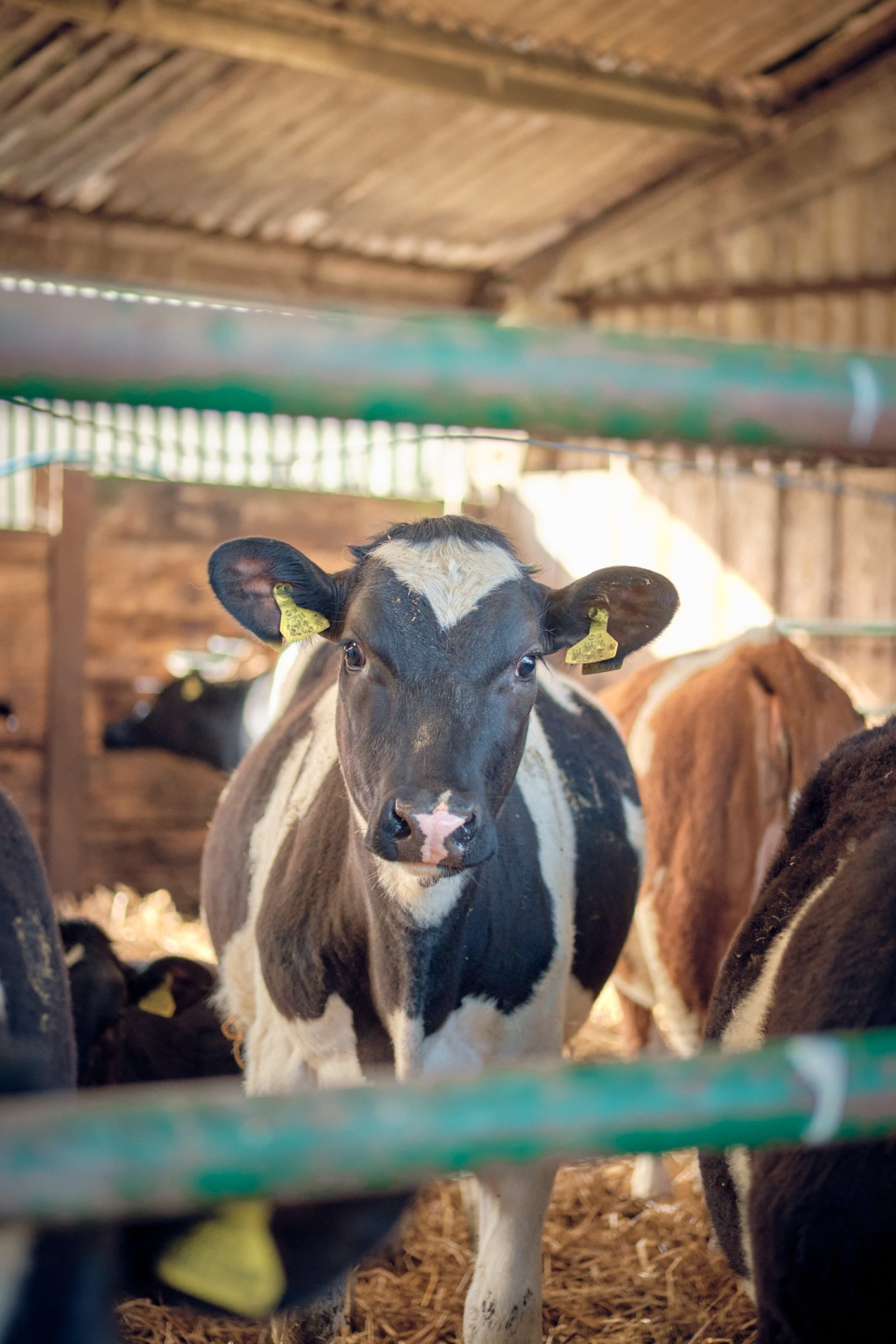 Setting up heifers for a long and productive life | The Farming Forum