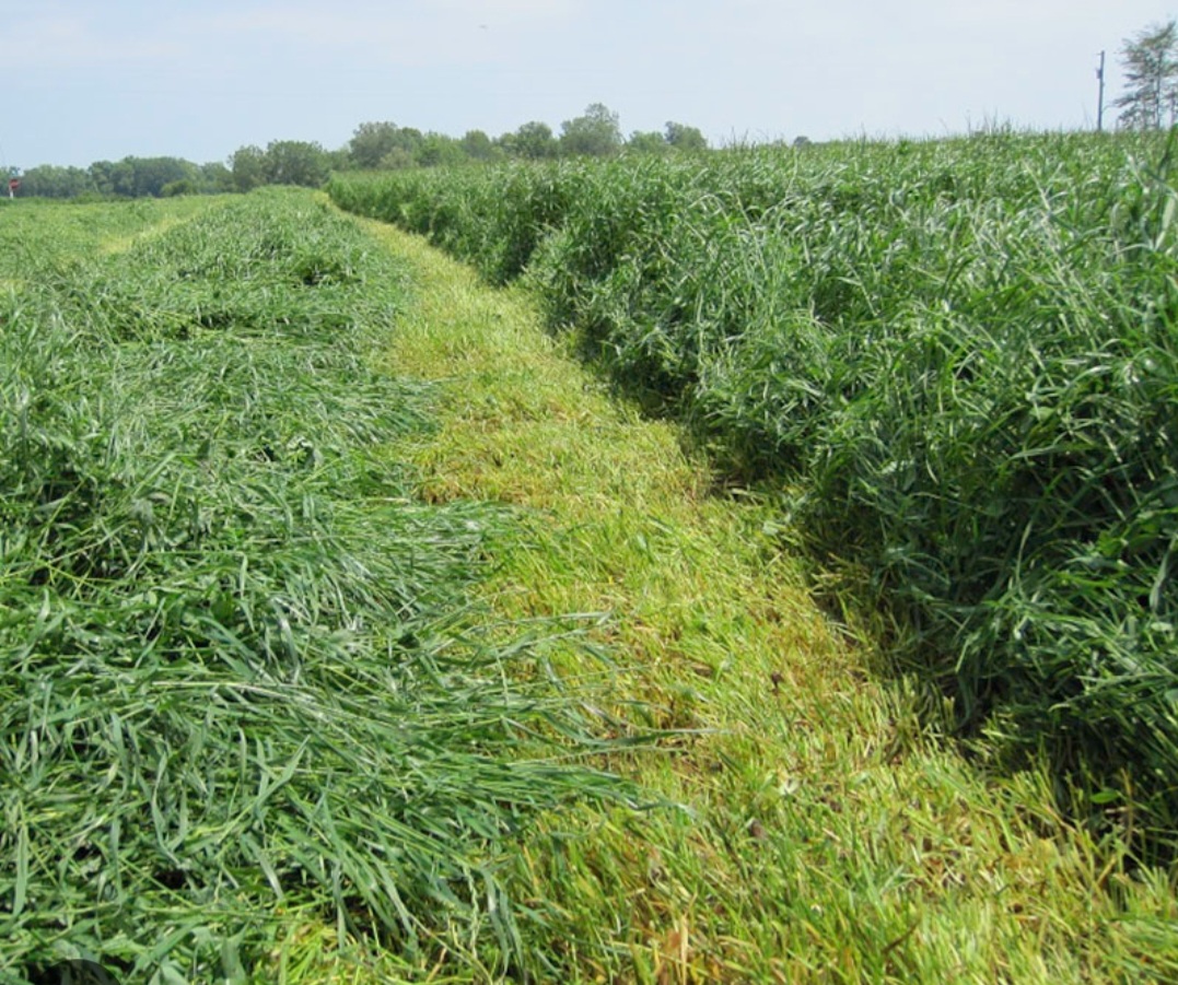 Italian Ryegrass Seed | The Farming Forum