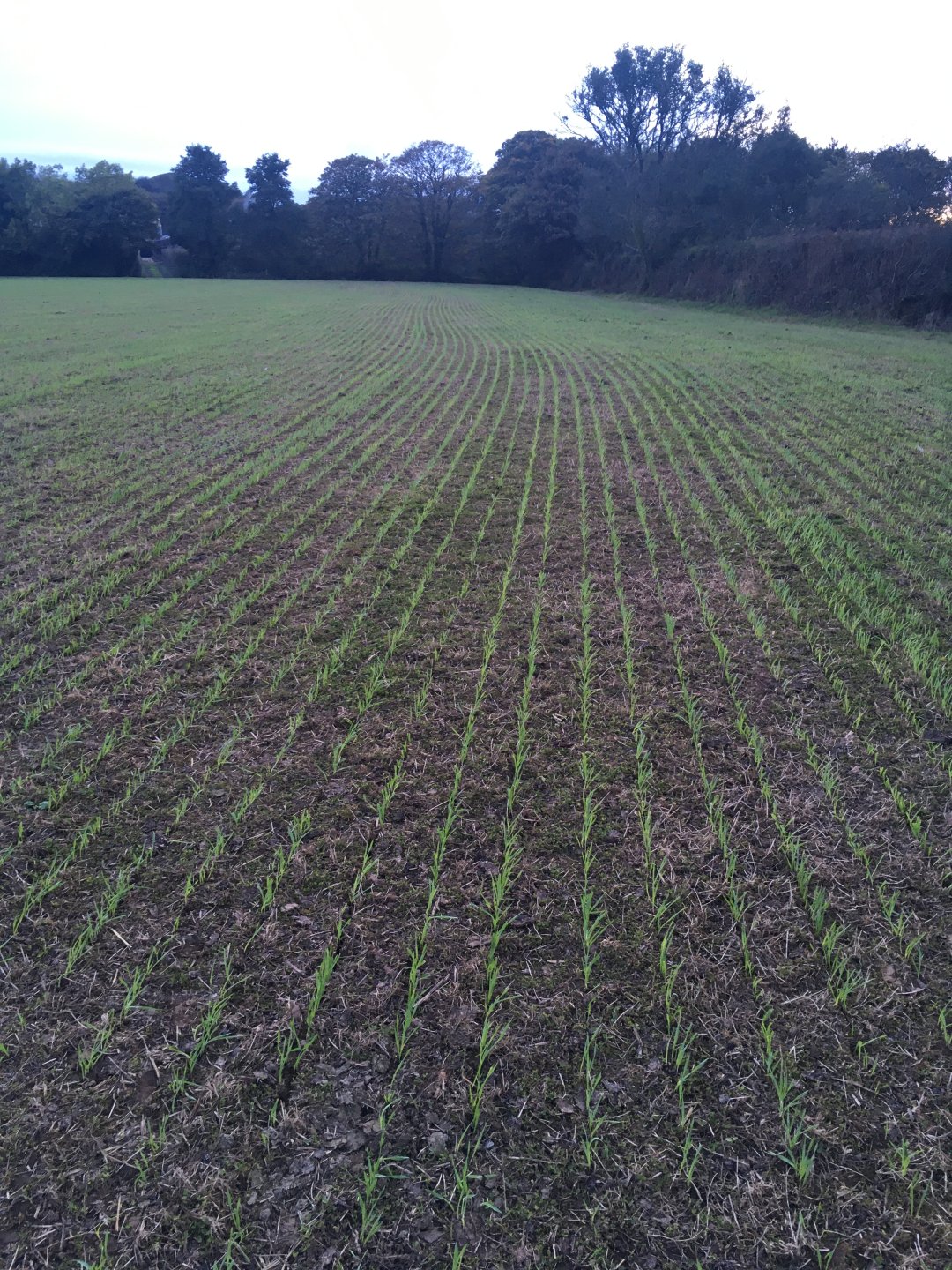 DTS Drilling S Barley into 5yr Grass ley | The Farming Forum