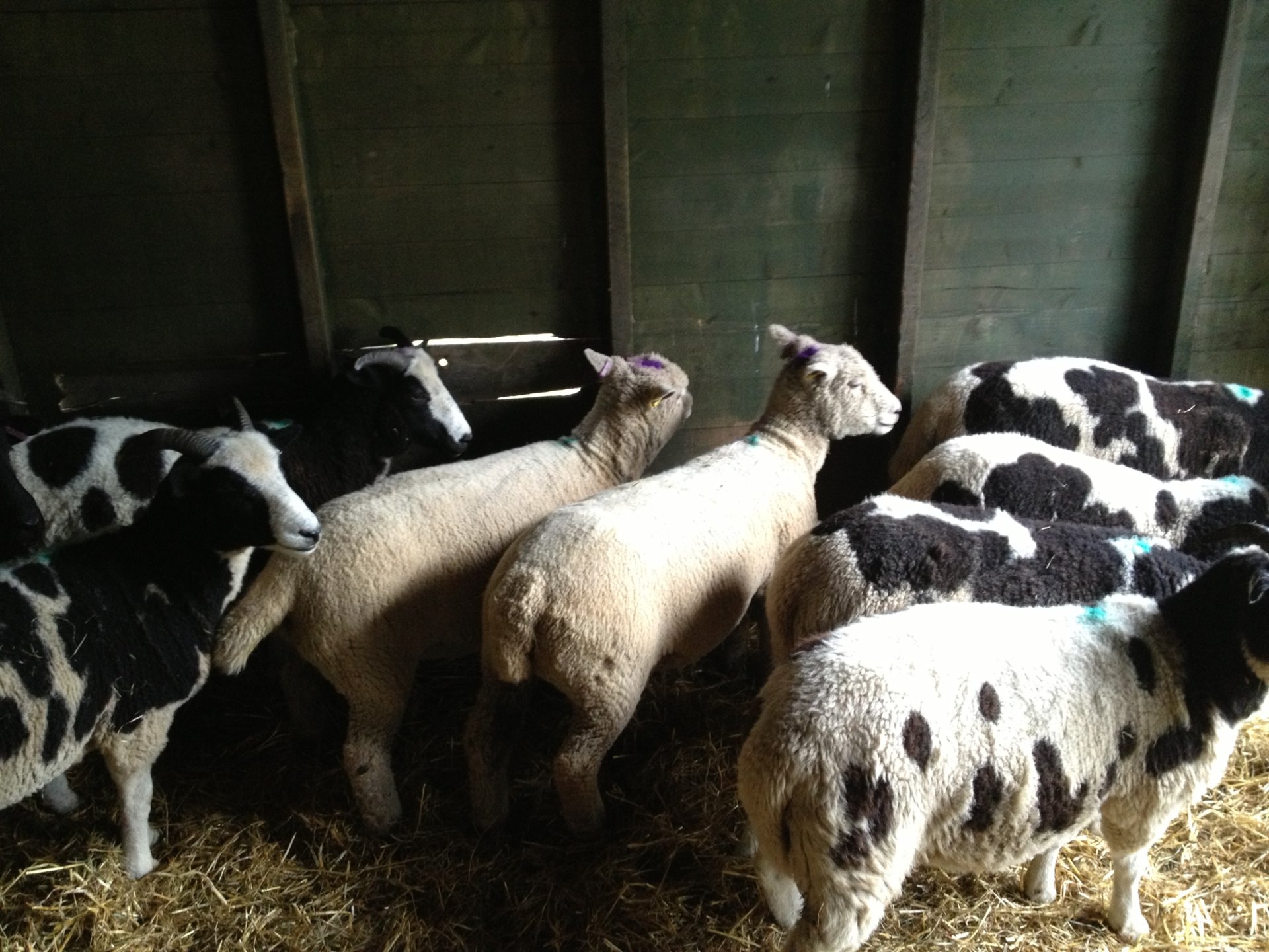 Jacob Jacob cross and Southdown cross ryeland sheep for sale | The ...