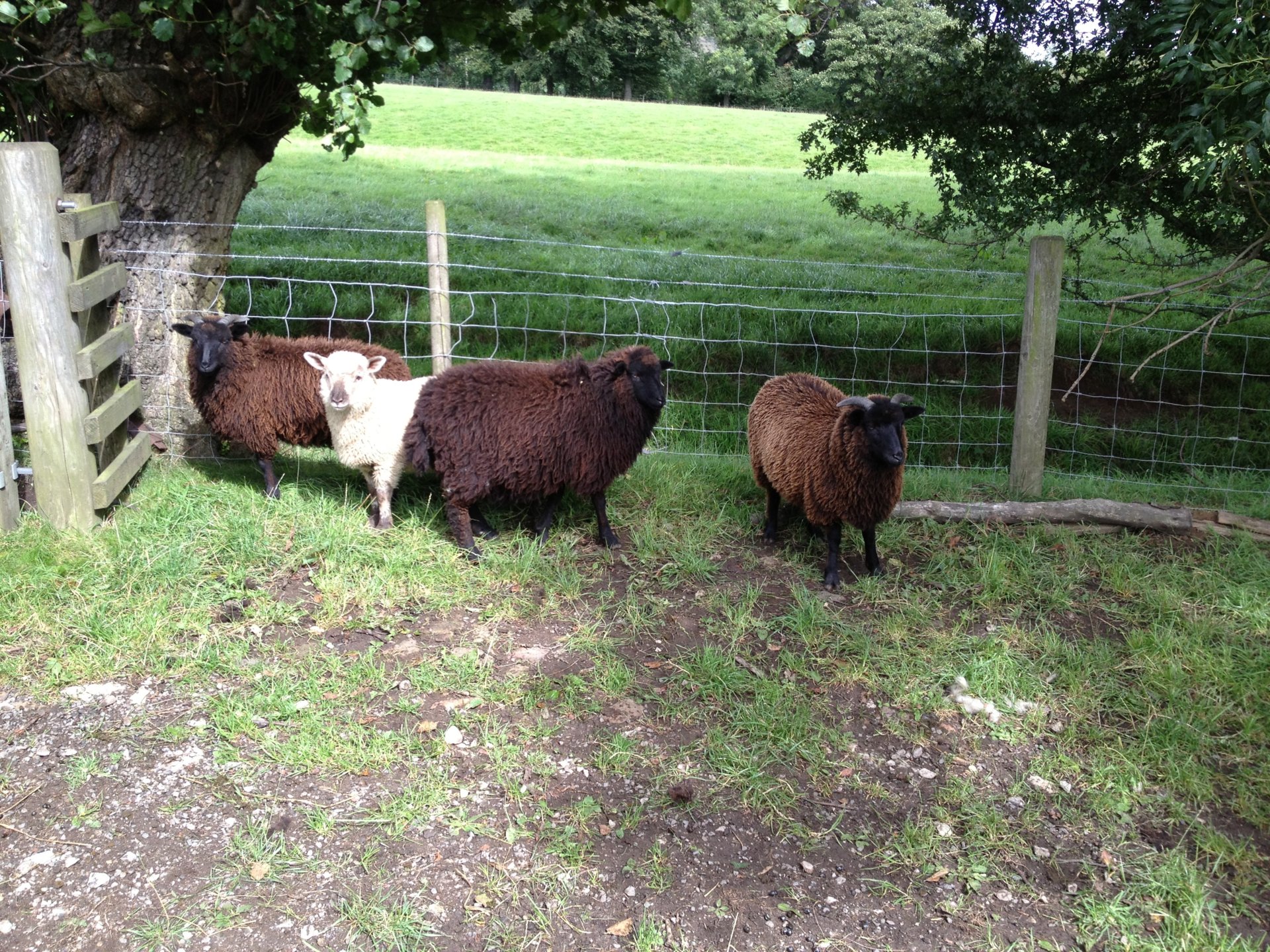 Jacob Jacob cross and Southdown cross ryeland sheep for sale | The ...