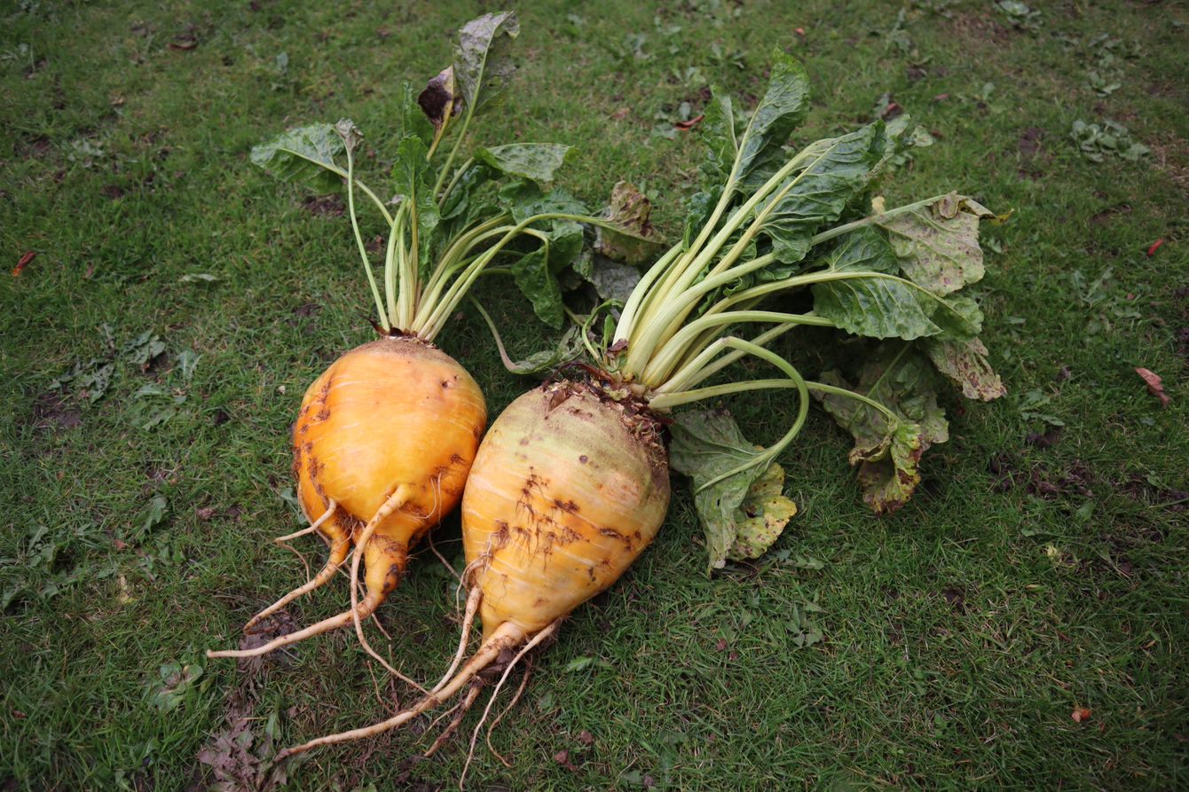 Selecting the right fodder beet variety to maximise returns. | The ...