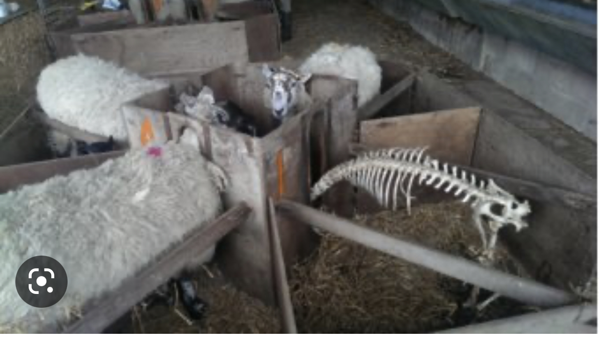 Ewe in an lamb adopter gate - how long for? | The Farming Forum