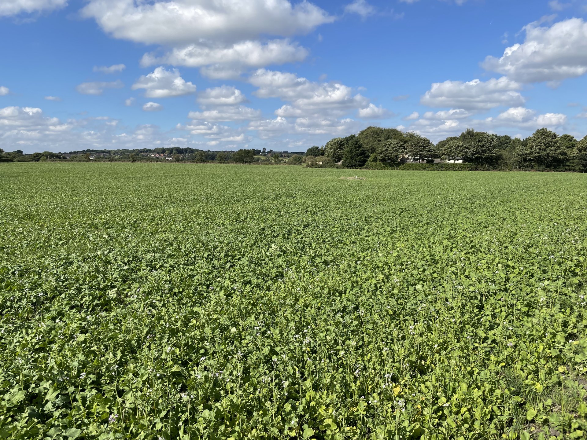 Cover crop | The Farming Forum