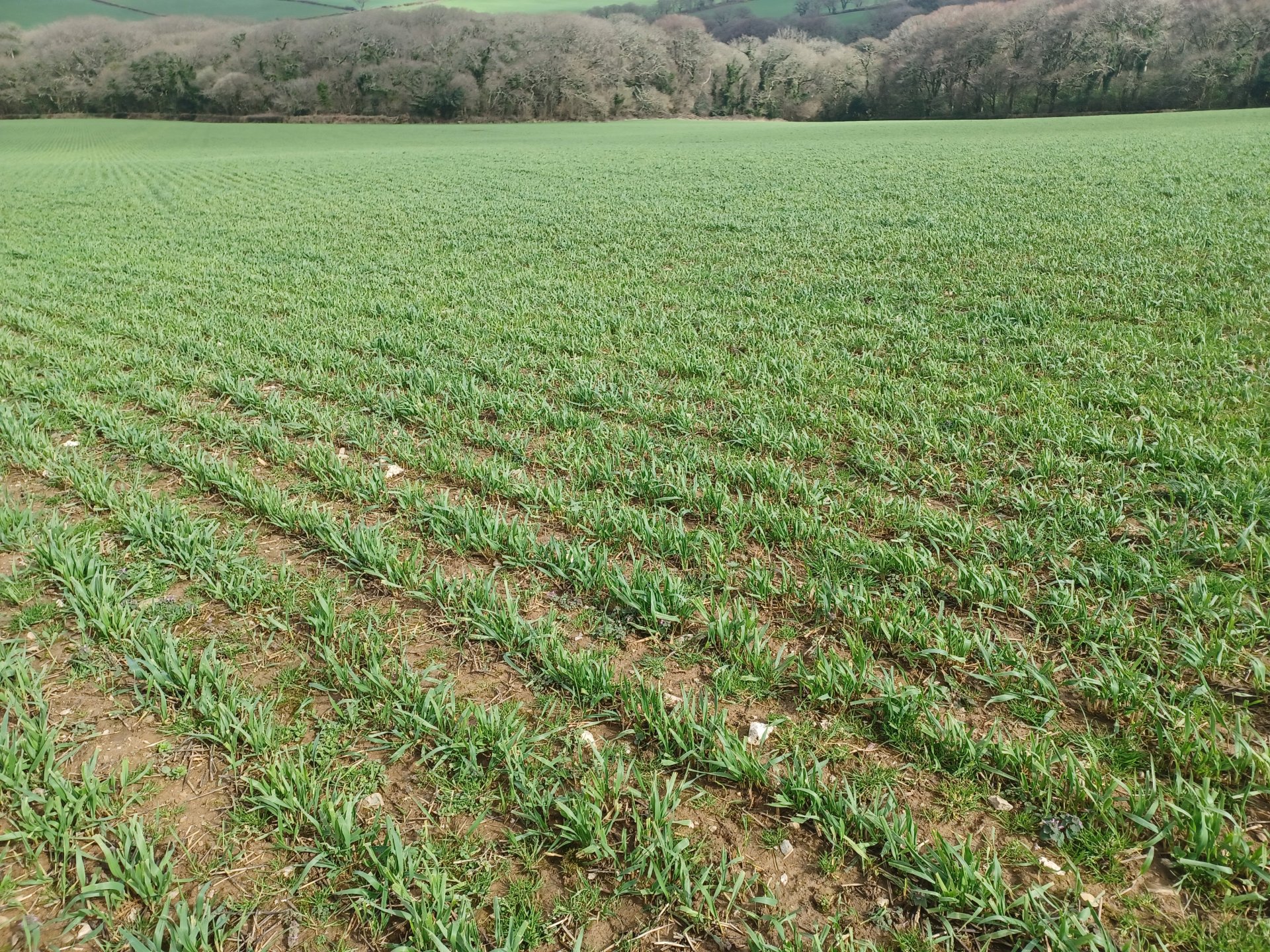 Direct/Strip-till drilling photo gallery | Page 133 | The Farming Forum