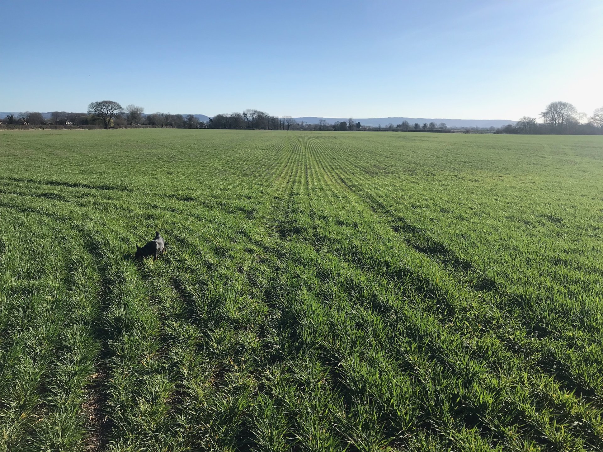 Direct/Strip-till drilling photo gallery | Page 133 | The Farming Forum
