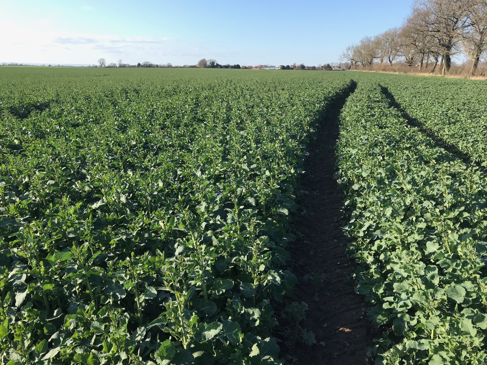 Direct/Strip-till drilling photo gallery | Page 133 | The Farming Forum