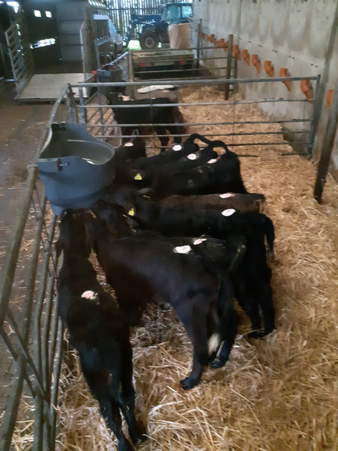 Buying milk calves... | Page 16 | The Farming Forum