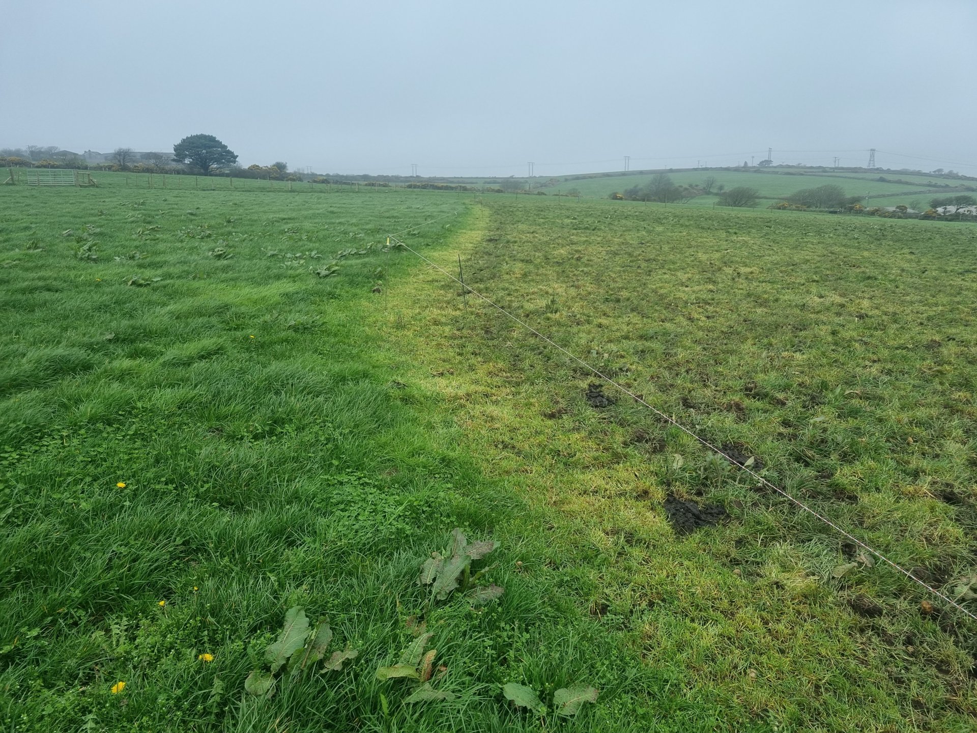 Grazing/feeding advice | The Farming Forum