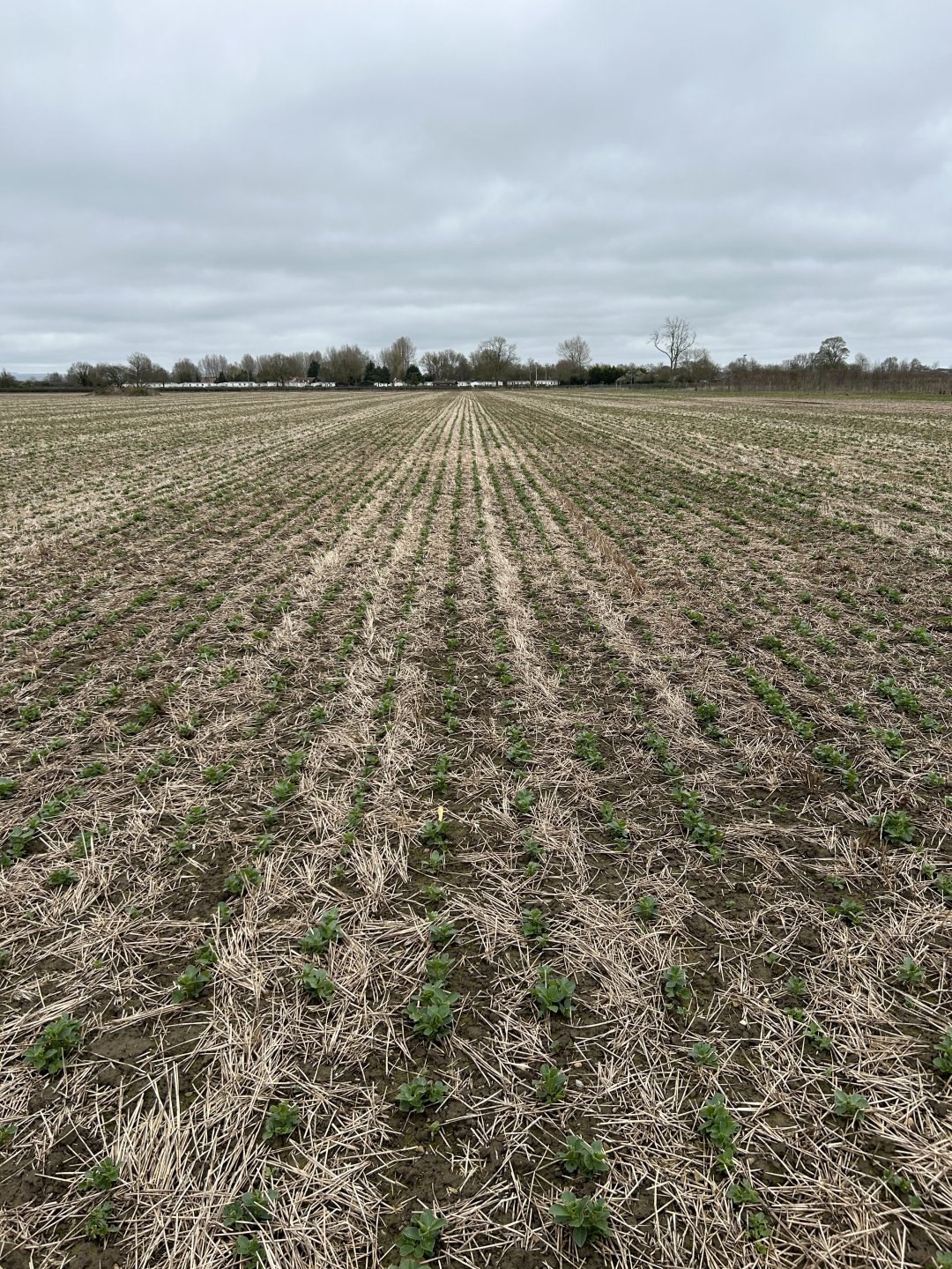 State of your crops 2023 | Page 5 | The Farming Forum