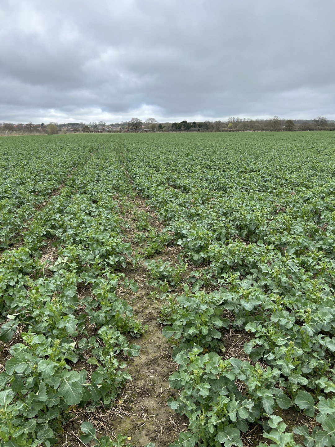 State of your crops 2023 | Page 5 | The Farming Forum