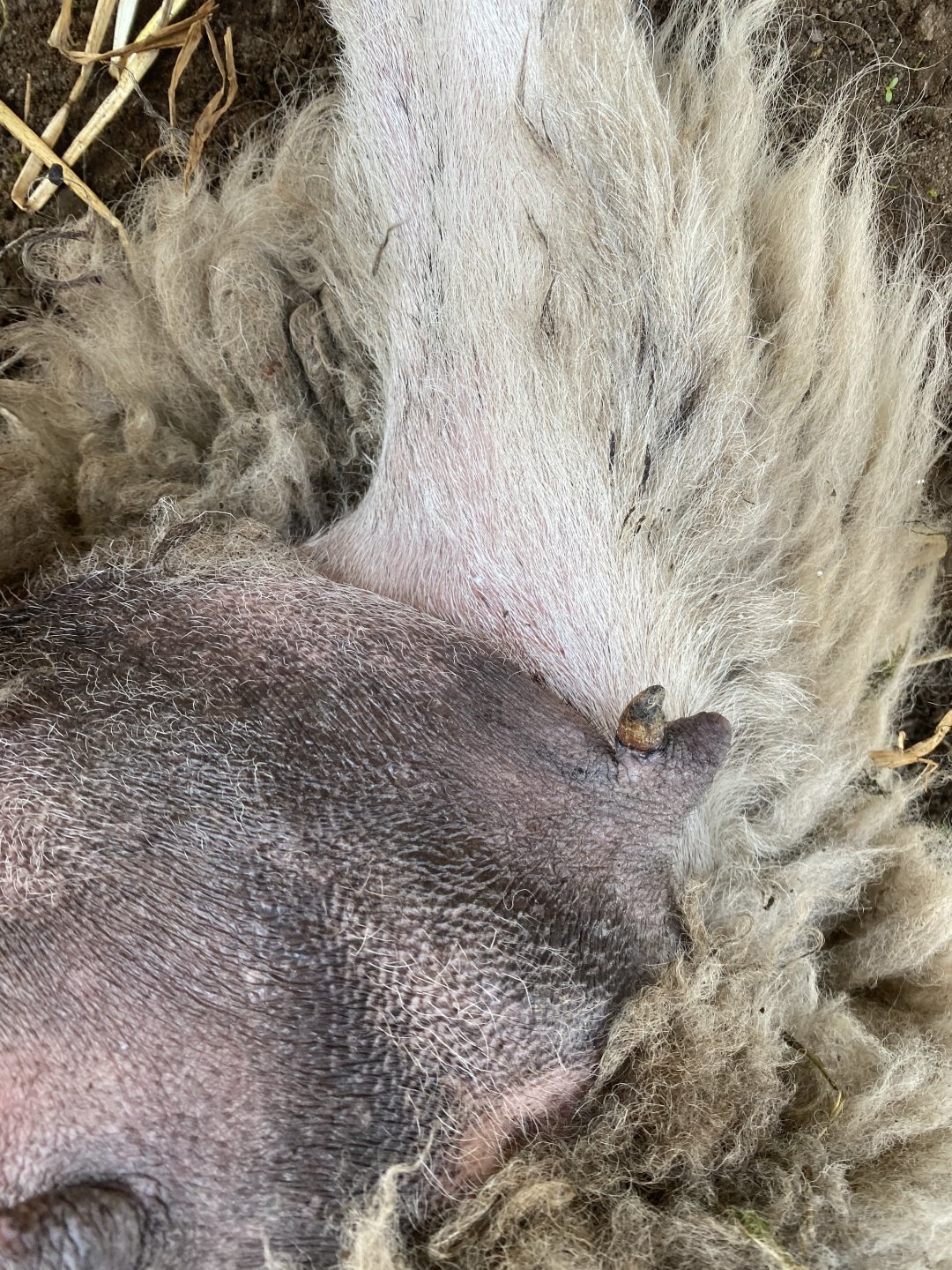 Ewe with growth on udder | The Farming Forum