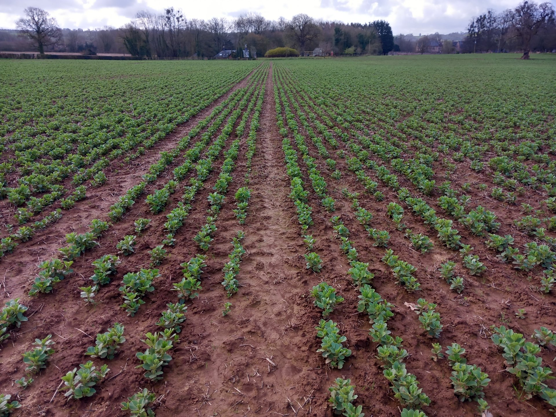 Direct/Strip-till drilling photo gallery | Page 133 | The Farming Forum