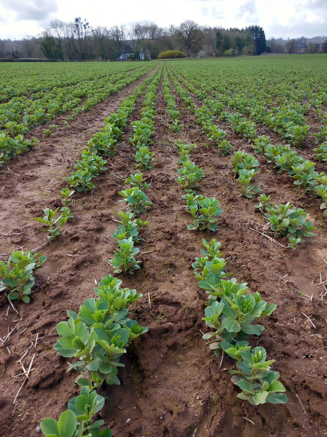 Direct/Strip-till drilling photo gallery | Page 133 | The Farming Forum
