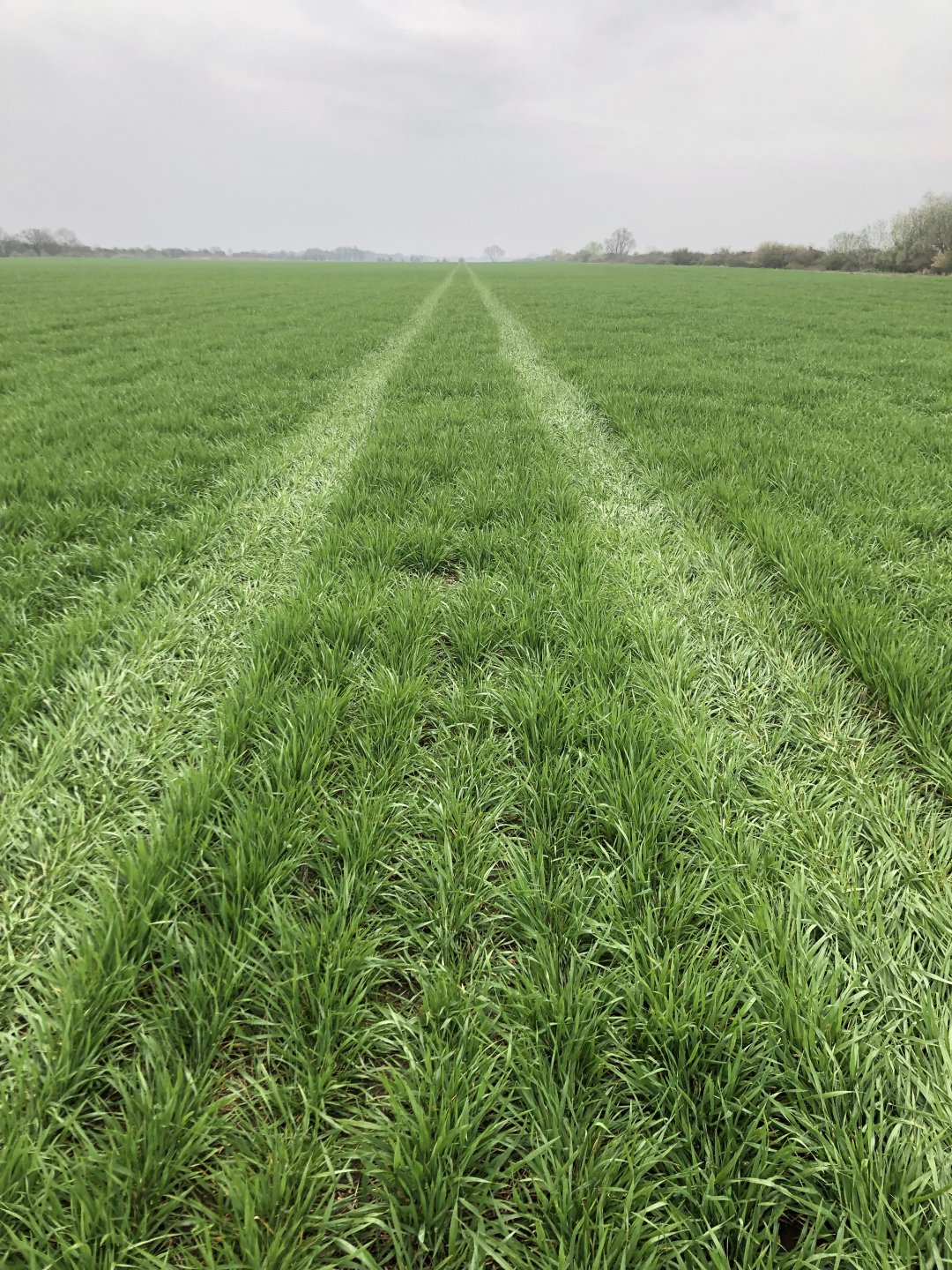 Direct/Strip-till drilling photo gallery | Page 134 | The Farming Forum