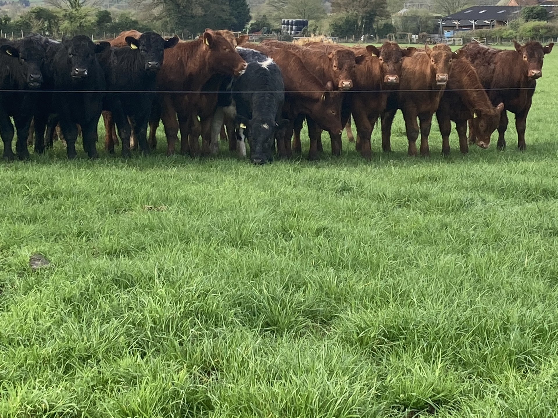 Confessions of the Sheep/Beef Cattle/Pig Addicts | Page 1444 | The ...