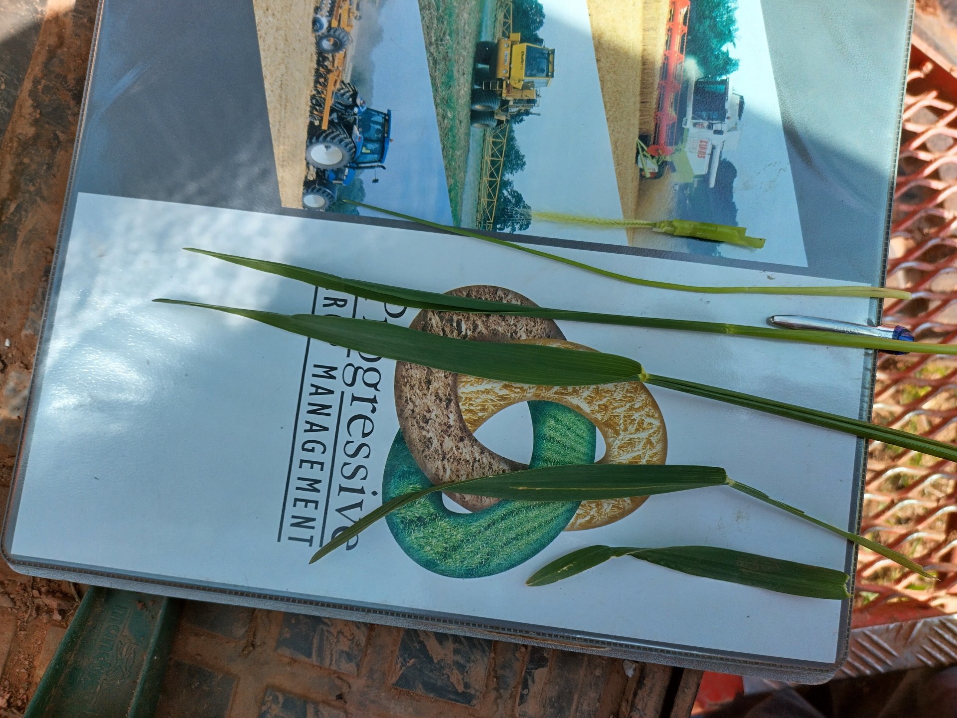 Direct/Strip-till drilling photo gallery | Page 134 | The Farming Forum