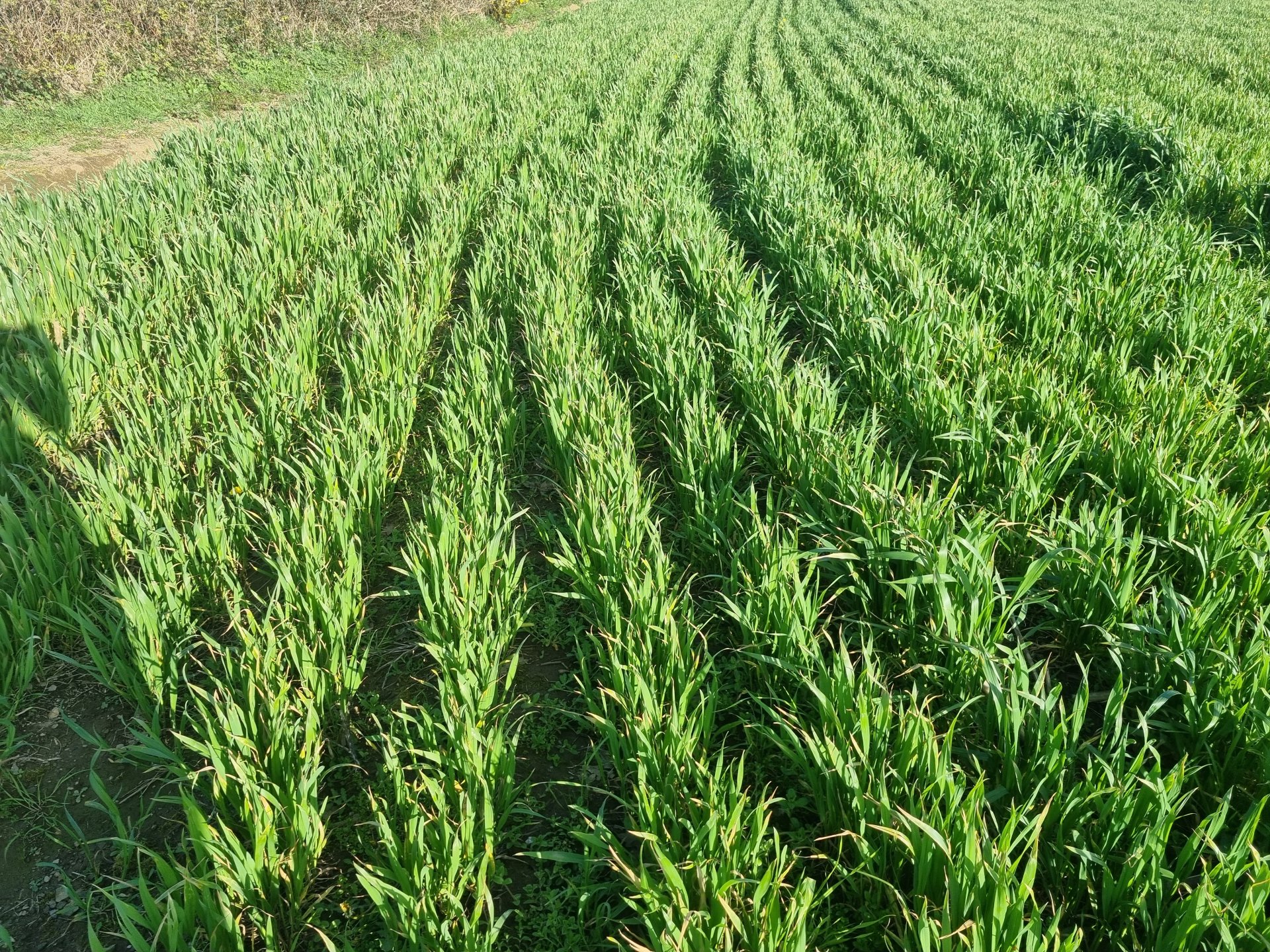 Winter wheat | The Farming Forum