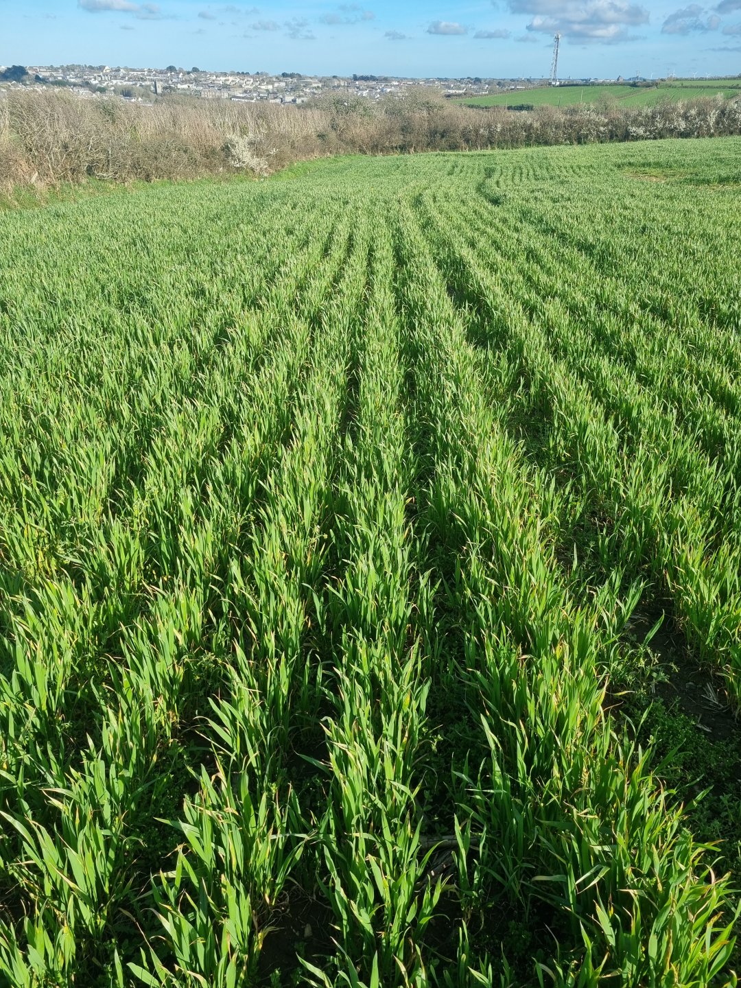 Winter wheat | The Farming Forum
