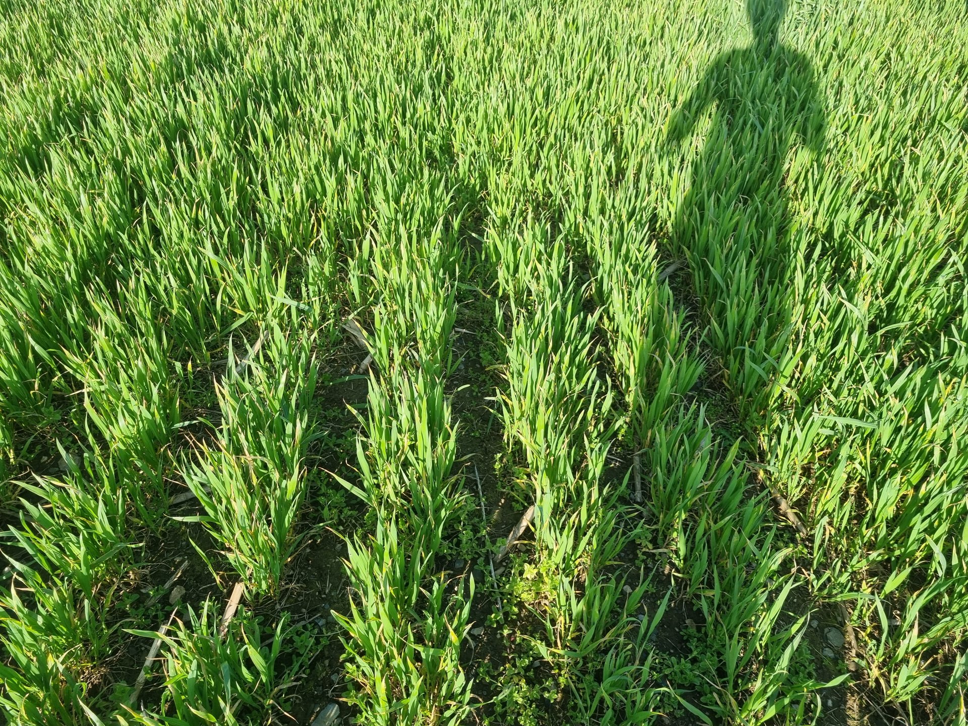 Winter wheat | The Farming Forum